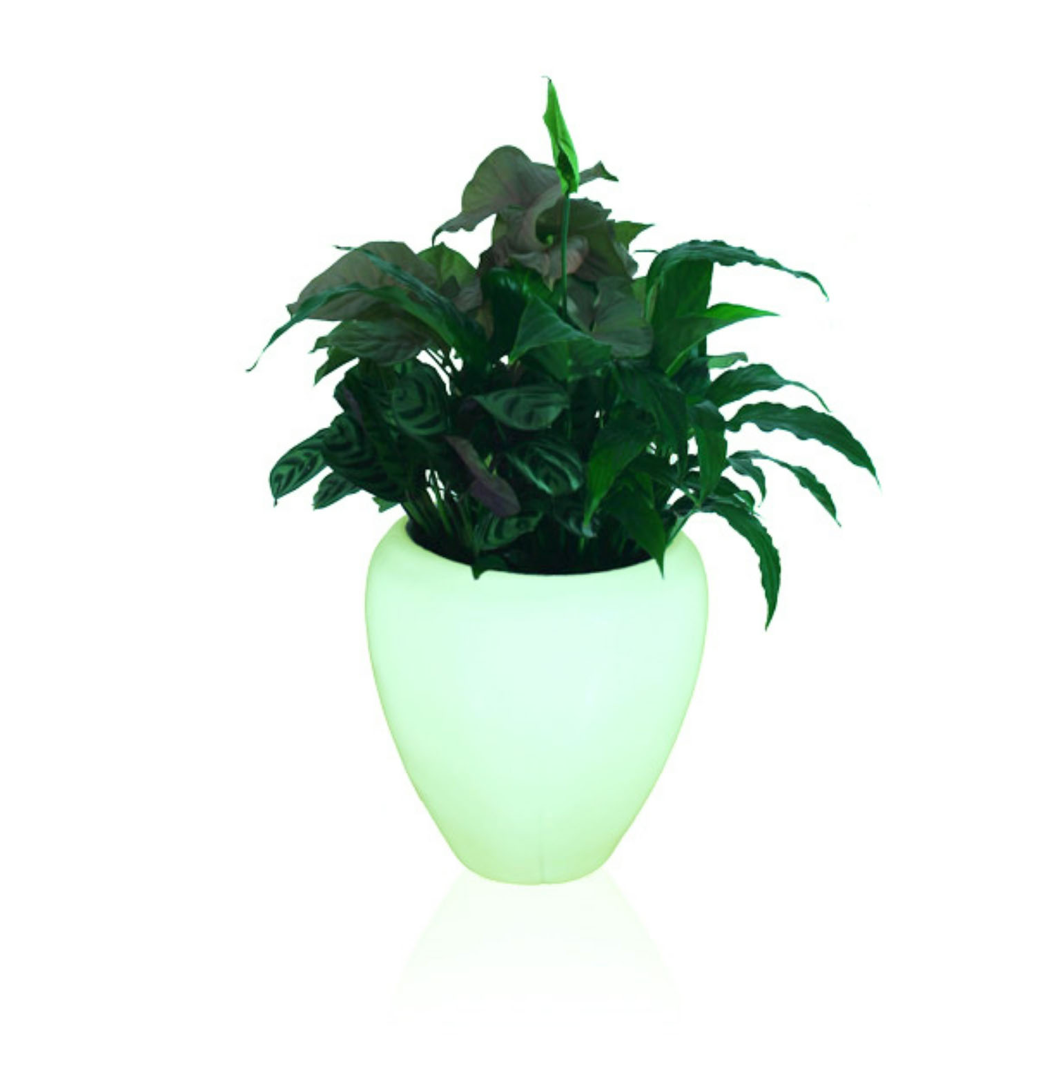 Plants For Hire - Plantation Plants